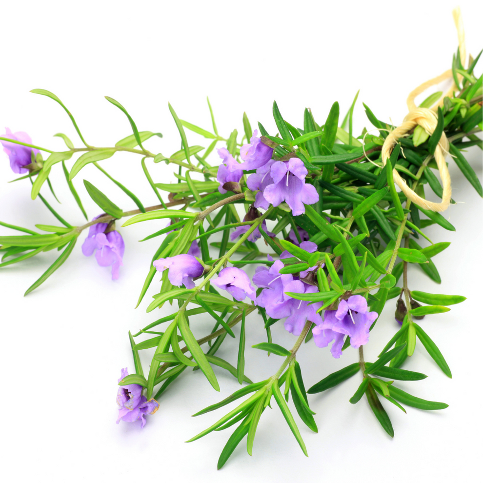 Bush Balm Mint Essential Oil – Heartwood Essence