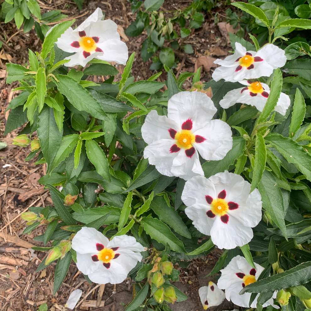 Labdanum - Absolute - 5ml – Heartwood Essence